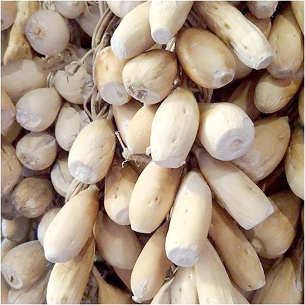 Studying the lowly prairie turnip | News, Sports, Jobs - Farm News